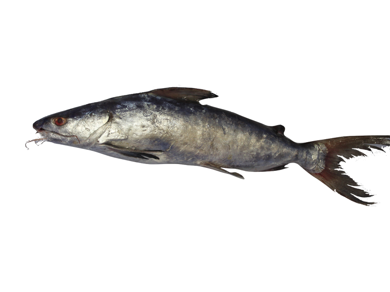 Arabind FRESH :: Buy FRESH Fish, Meat, Poultry, Fruits & Vegetables ...